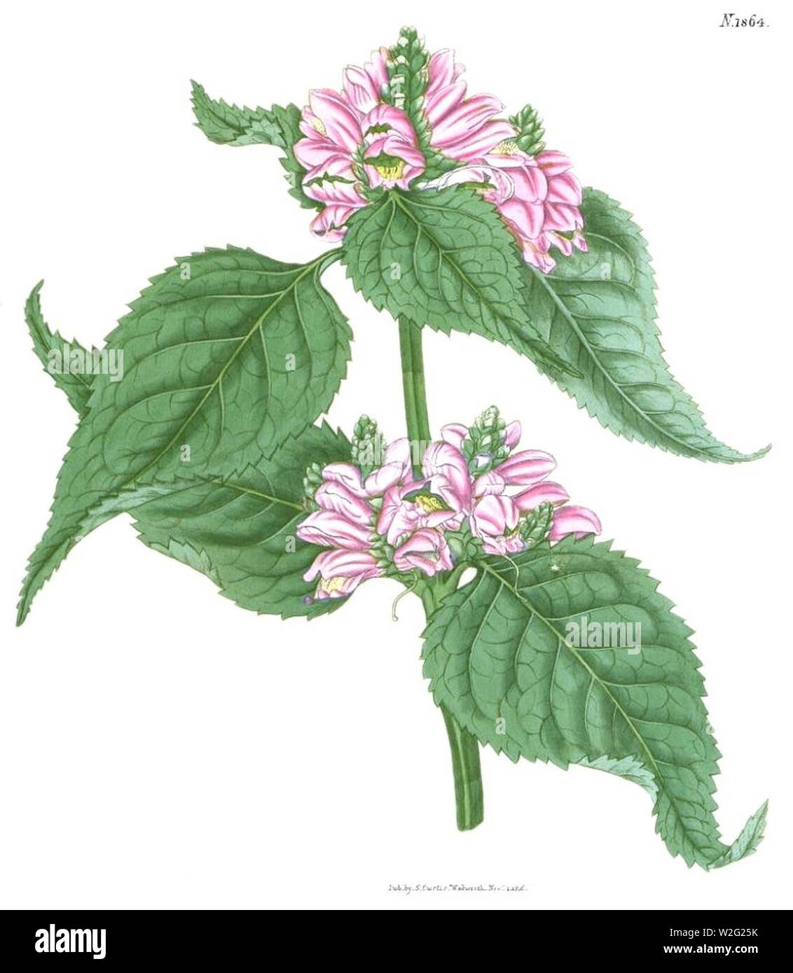 Chelone Cut Out Stock Images & Pictures - Alamy