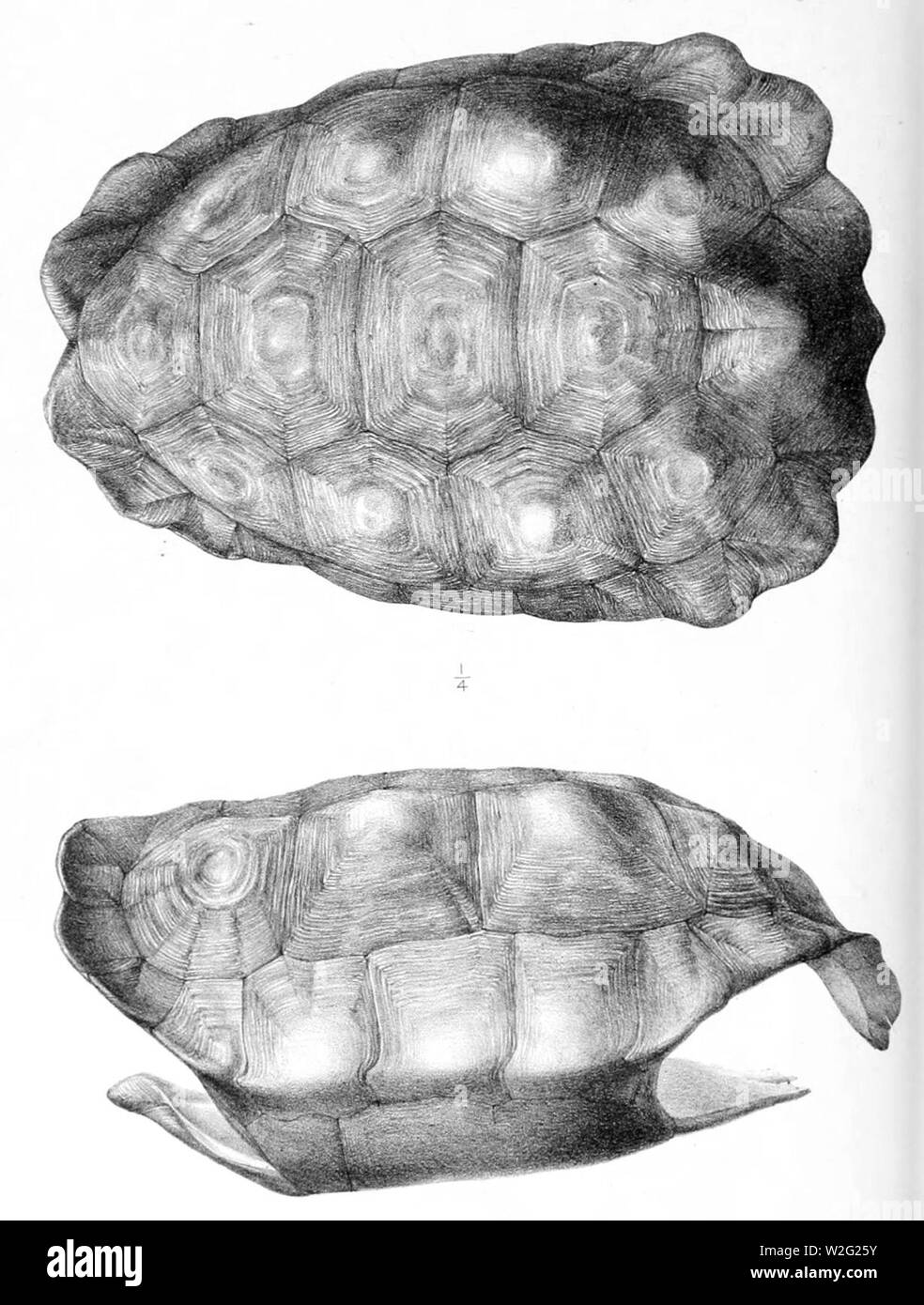 Chelonoidis abingdonii 1896 Stock Photo - Alamy