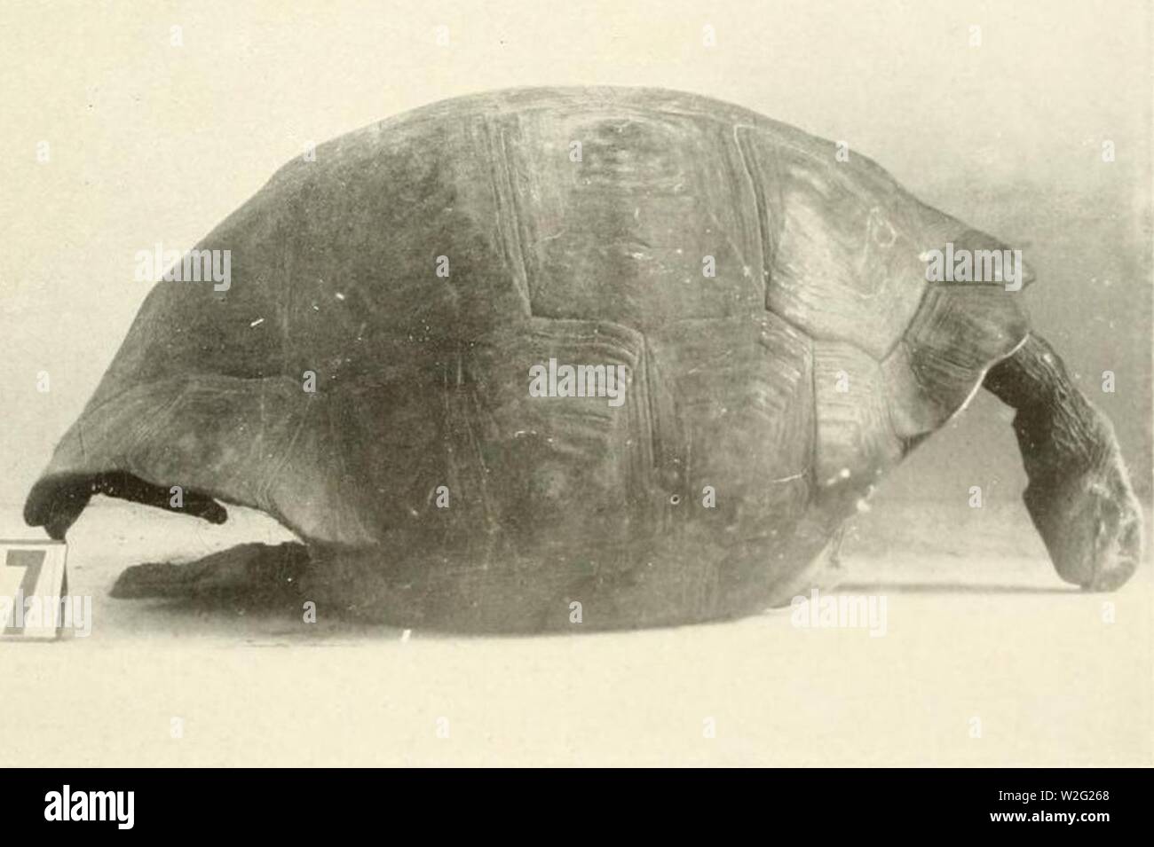 Chelonoidis vicina hi-res stock photography and images - Alamy