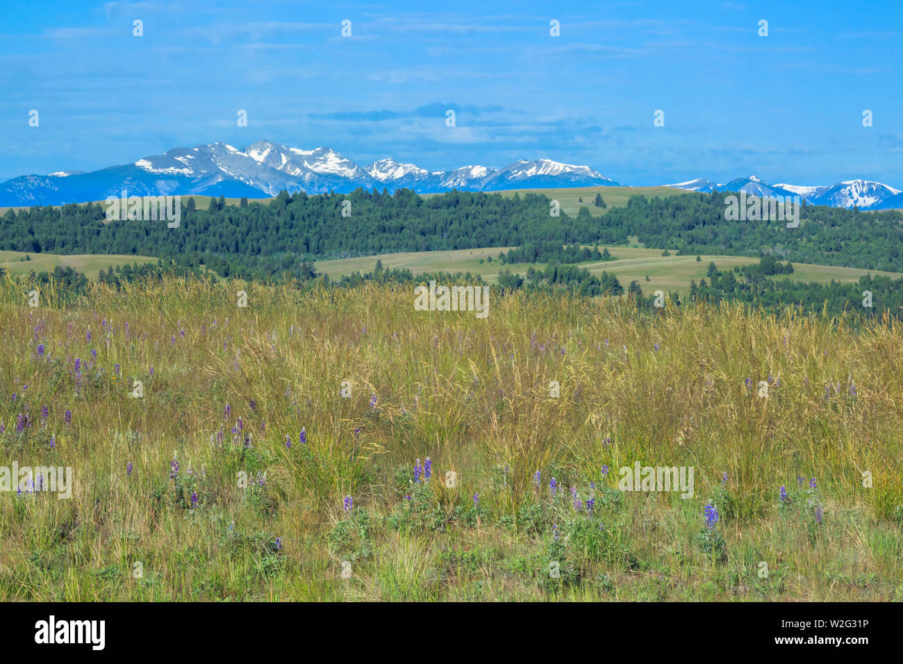 flint creek range and lupine in a meadow of spotted dog creek basin ...