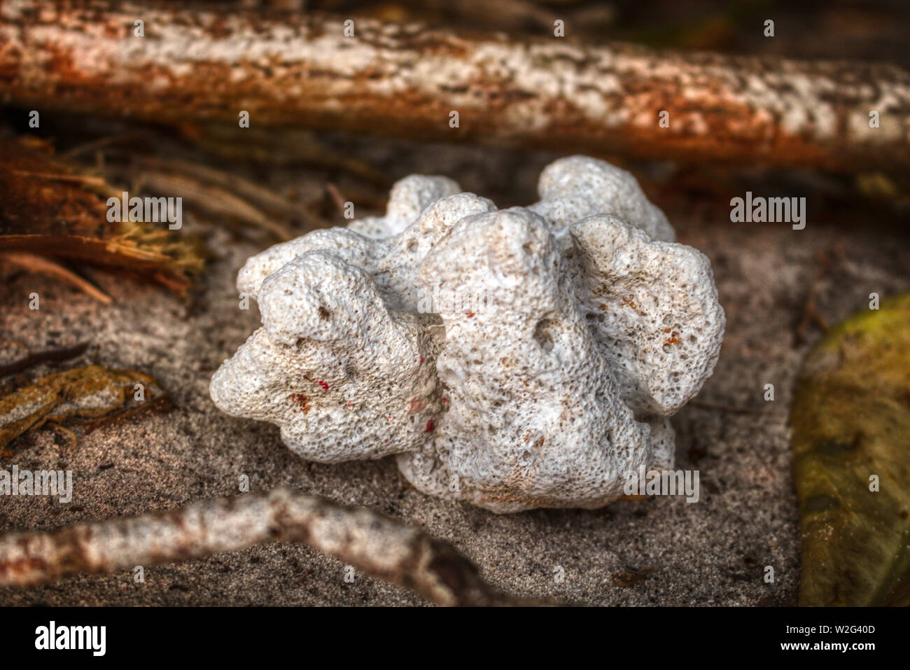 This unique photo shows a white coral on a tree artistically presented ...