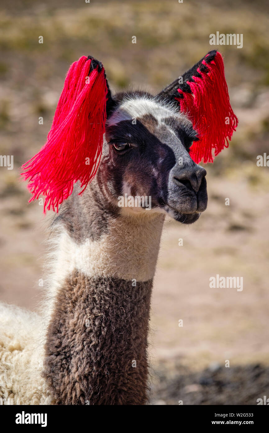 Llama with decorated ears hi-res stock photography and images - Alamy