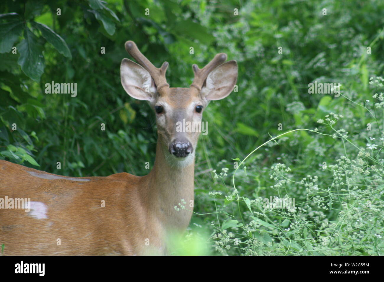 Four Point Buck Stock Photo - Alamy