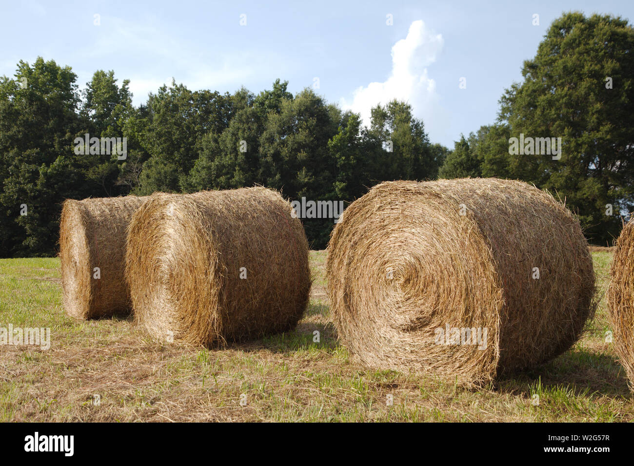 Large, round bales of hay in a field Stock Photo - Alamy