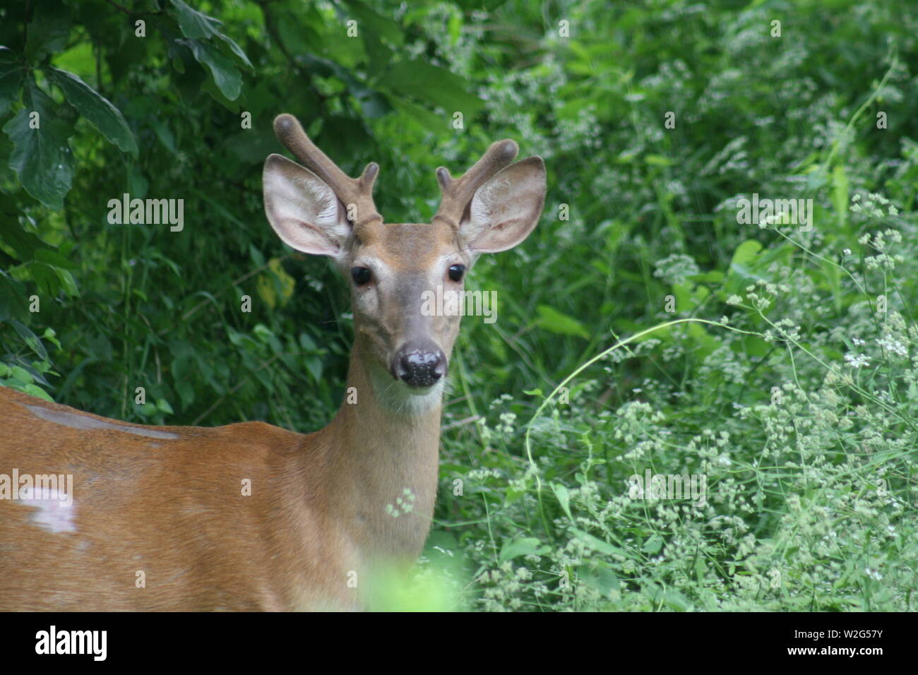 Deer Lost in the City Park Stock Photo - Alamy