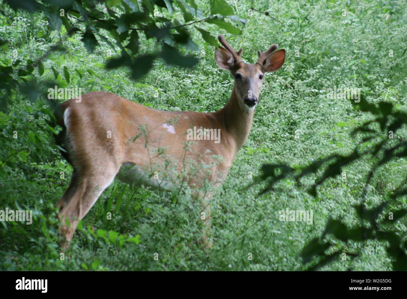 Four point buck hi-res stock photography and images - Alamy