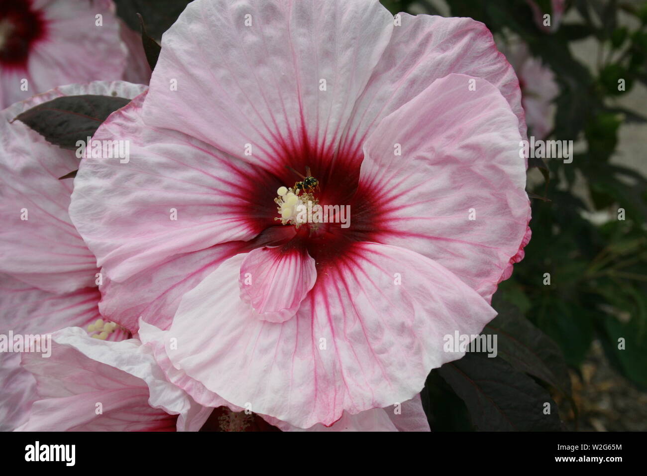 Large Pink Petals Stock Photo - Alamy