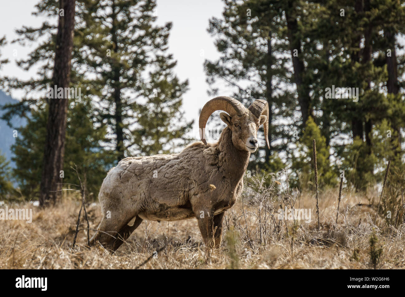 Bighorn male sheep or ram Ovis canadensis big Mammal in the foresr east ...