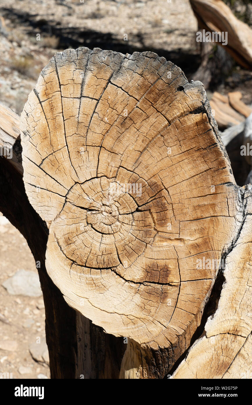 Bristlecone pine cross section hi-res stock photography and images - Alamy