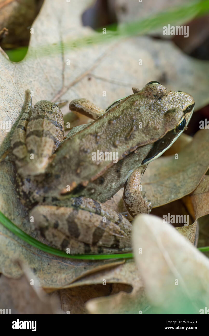 Closeup of a Wood Frog in Northern Wisconsin Stock Photo - Alamy