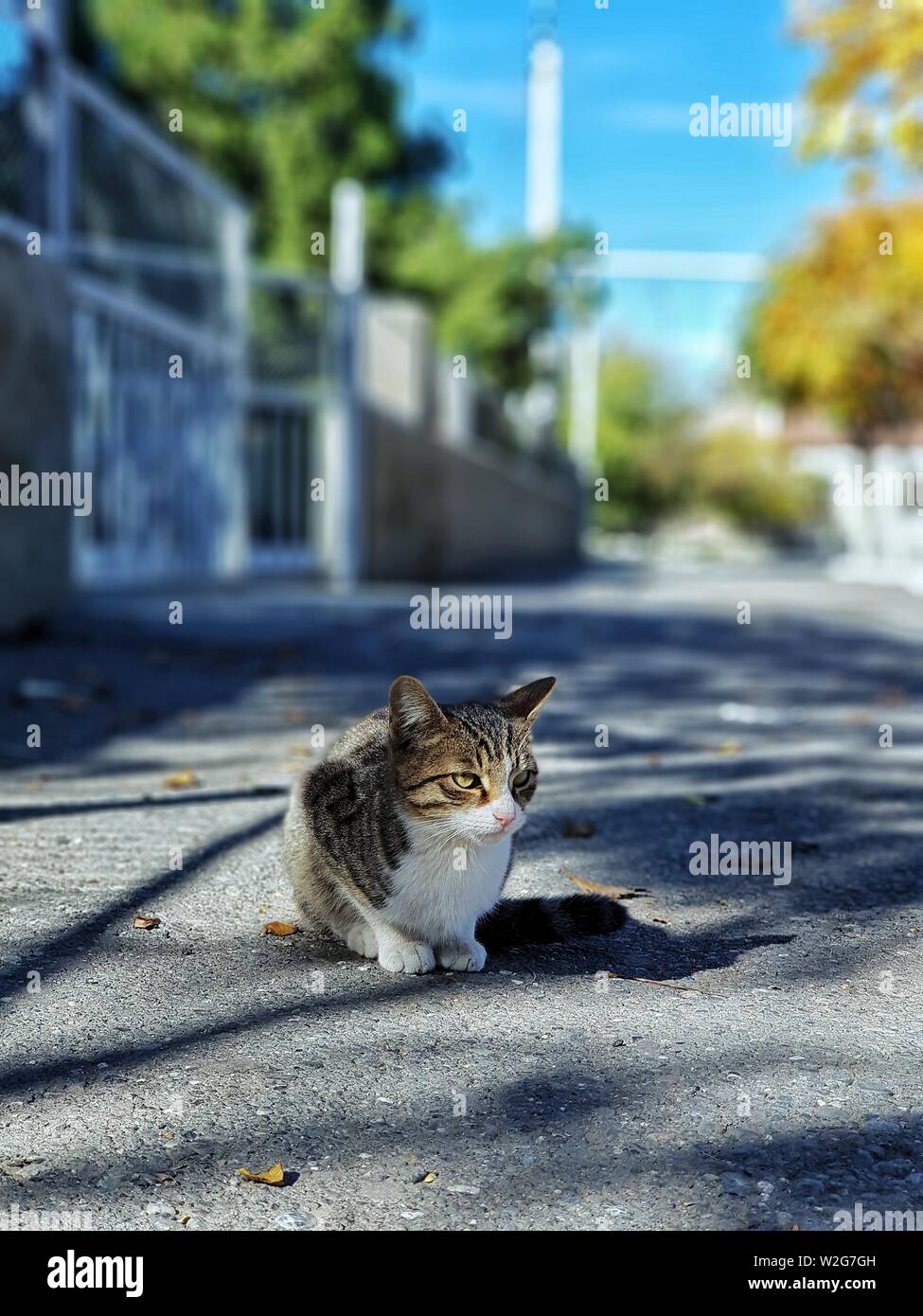 Homeless cute cat sitting on the street with blurred background Stock ...