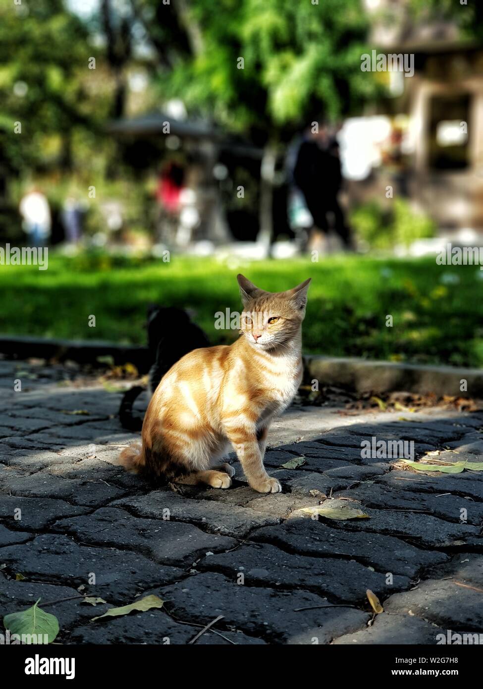 Cute homeless cats on the sidewalk in a city with blurred background ...