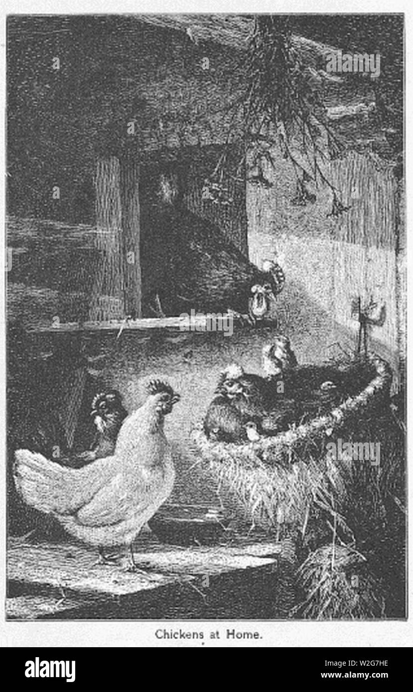 Chicken art artwork Black and White Stock Photos & Images - Alamy