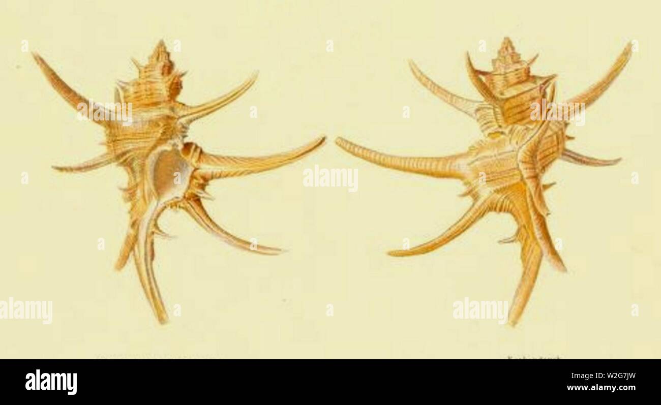 Chicoreus longicornis 001 Stock Photo - Alamy