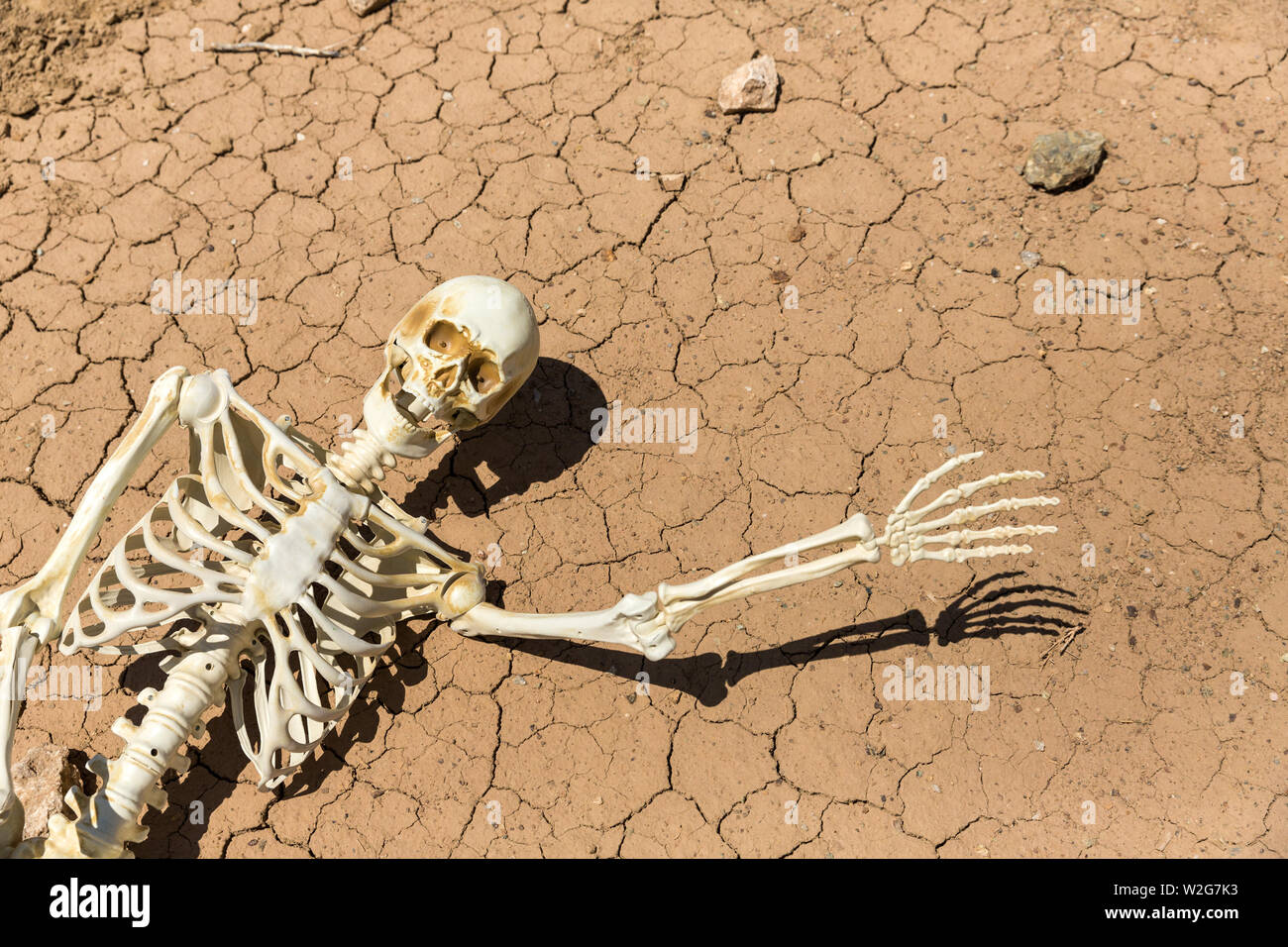 Skeleton parched and dead of thirst on cracked mud in the desert Stock ...