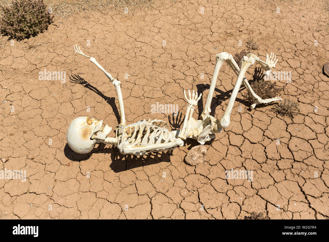 Skeleton parched and dead of thirst on cracked mud in the desert Stock ...