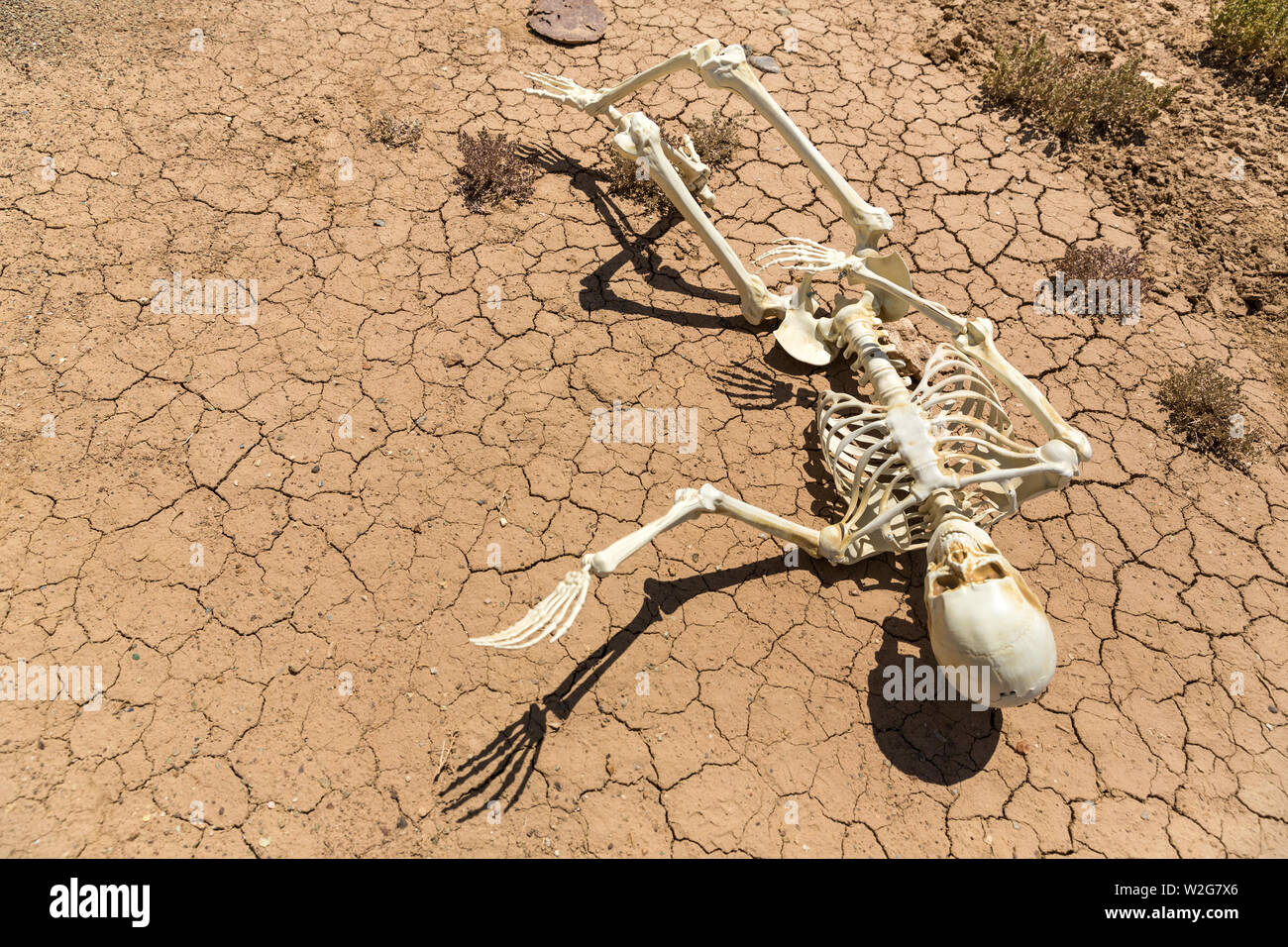 Skeleton parched and dead of thirst on cracked mud in the desert Stock ...