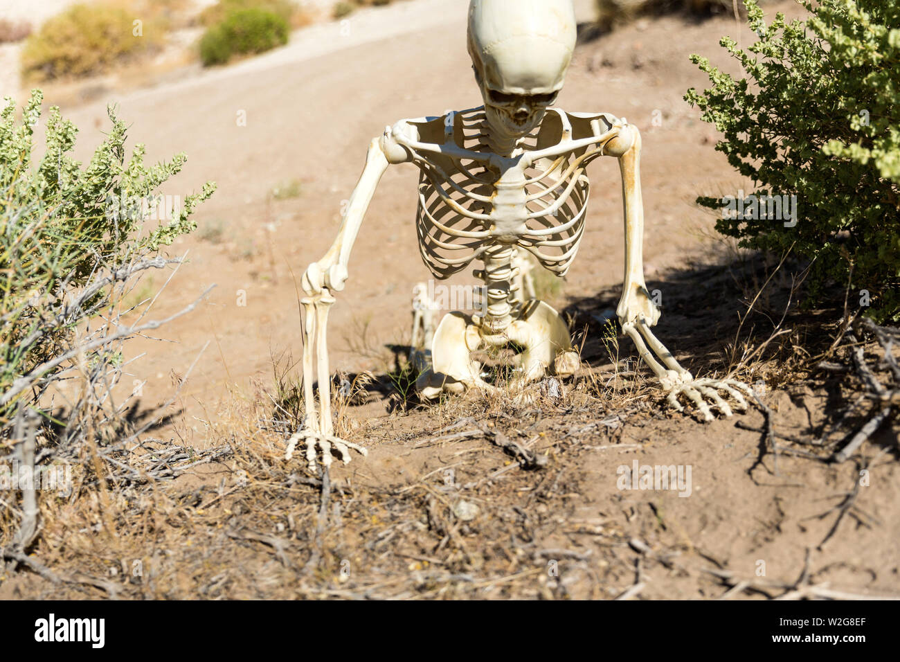 Skeleton crawling in the desert looking for water Stock Photo - Alamy