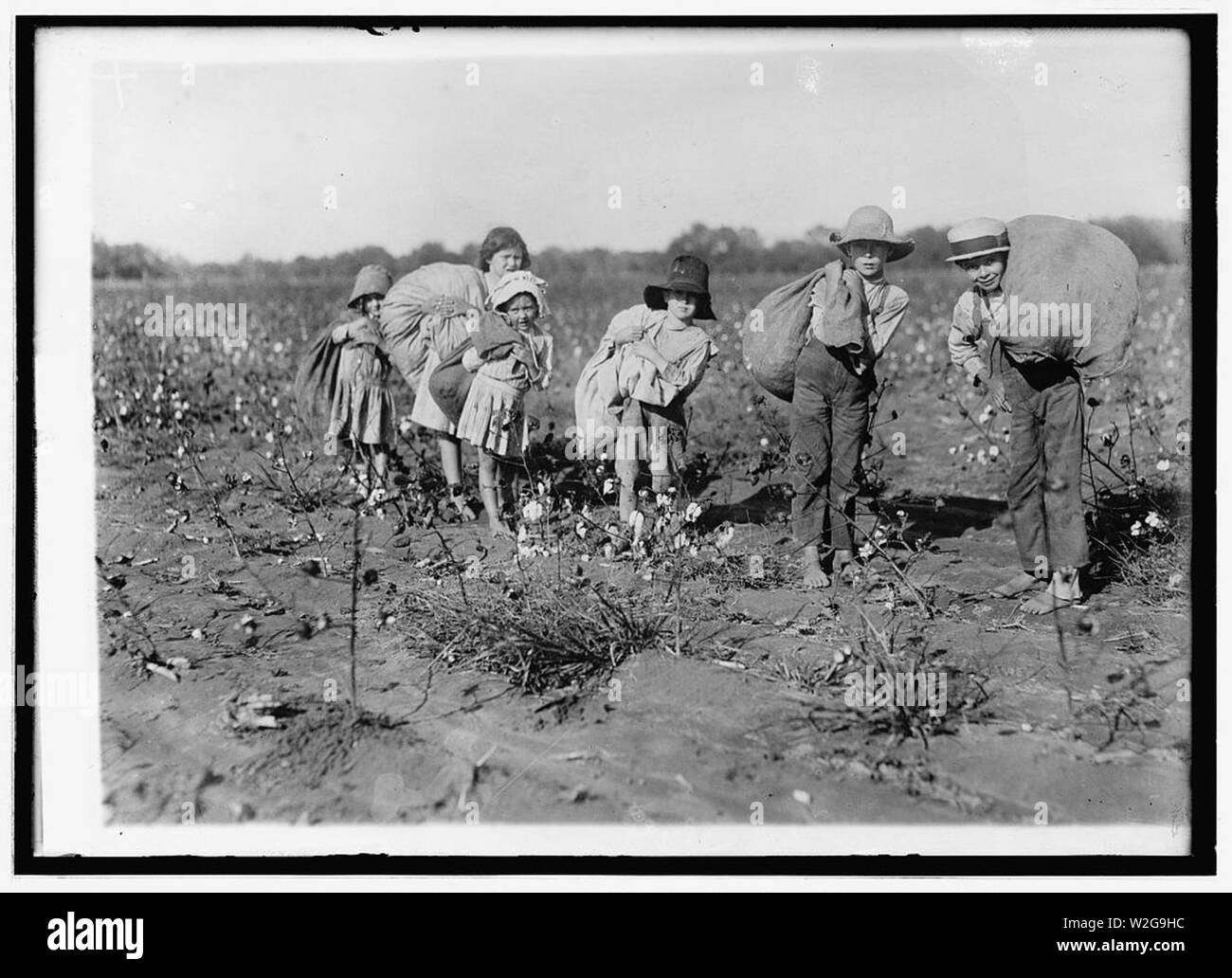 Children picking cotton Stock Photo - Alamy