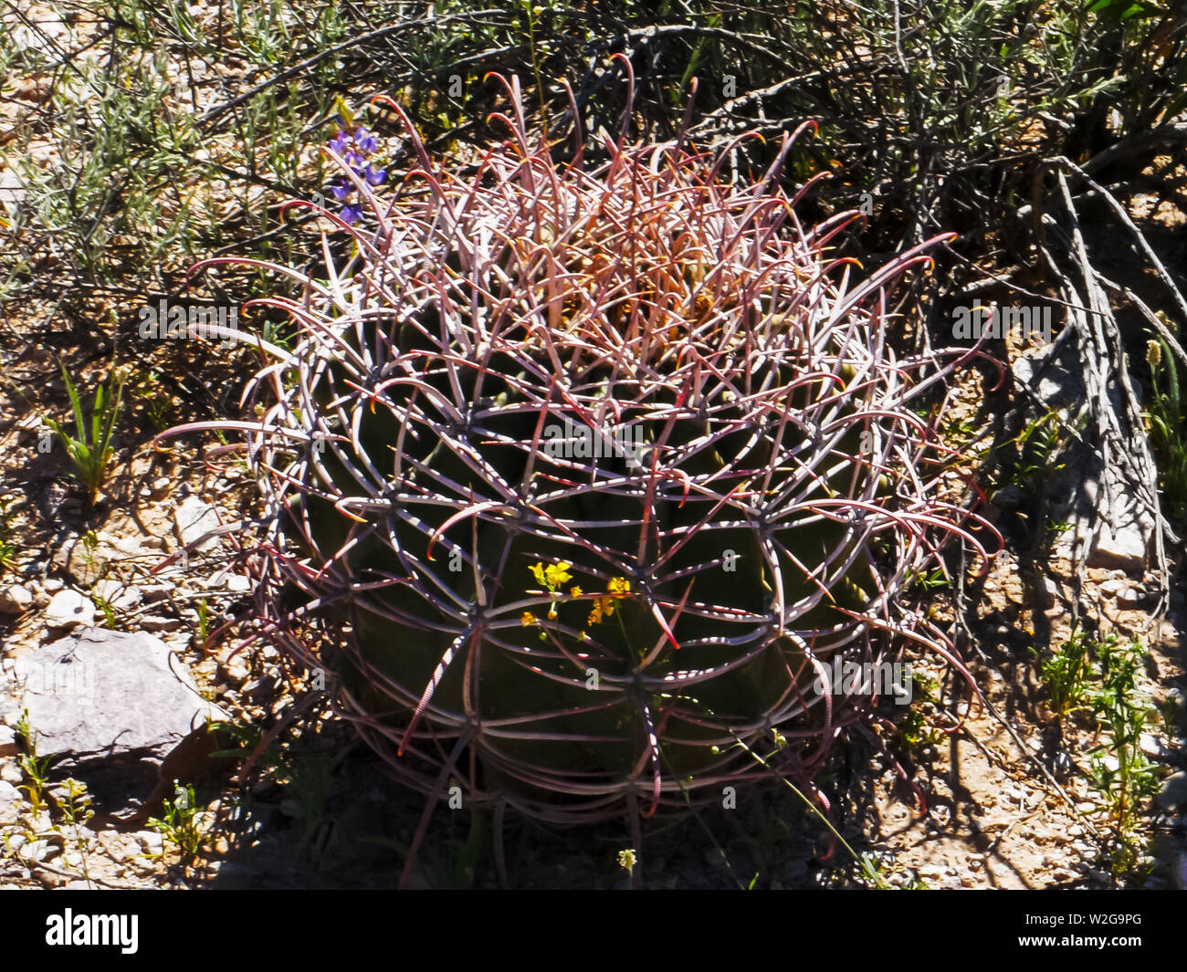 Young fishhook barrel cactus in hi-res stock photography and images - Alamy