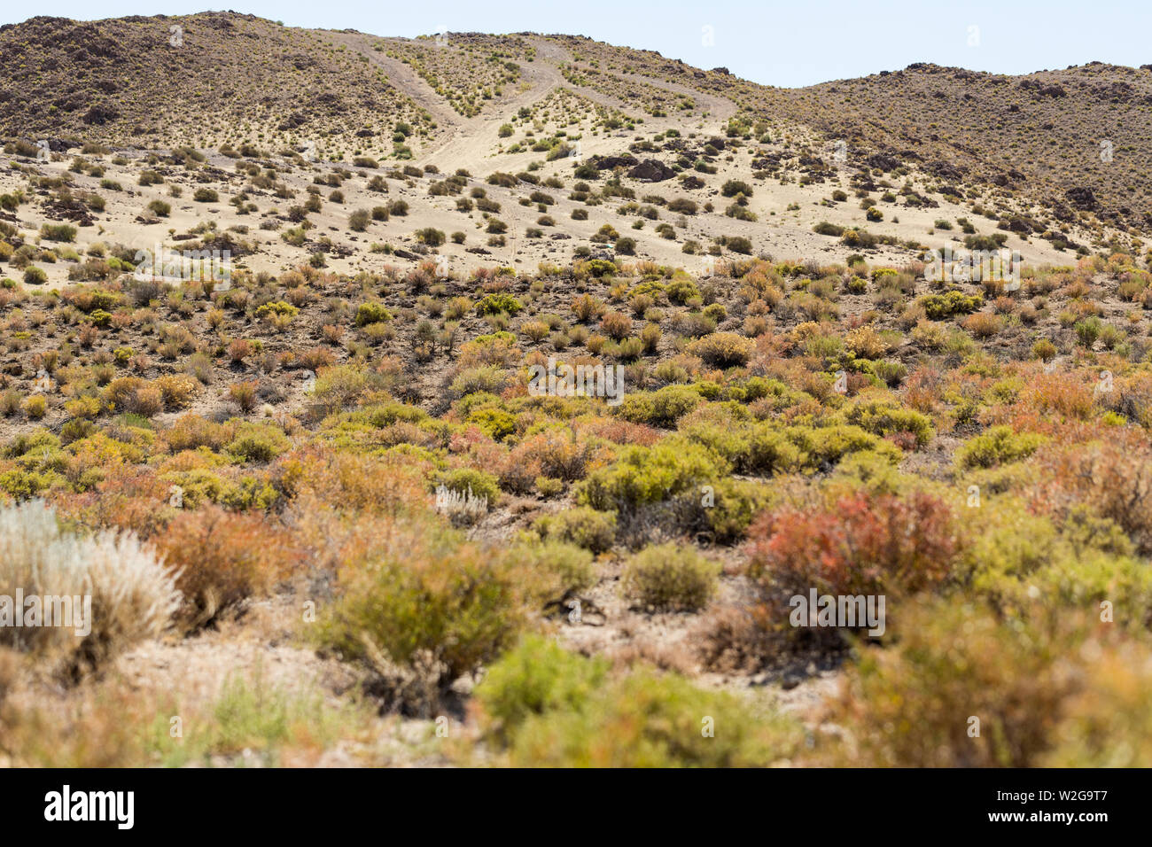 Beautiful spring colors of sagebrush in the desert Stock Photo - Alamy