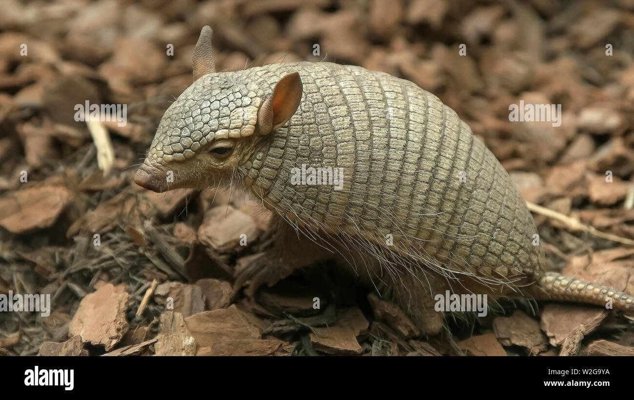 Hairy Armadillo High Resolution Stock Photography and Images - Alamy