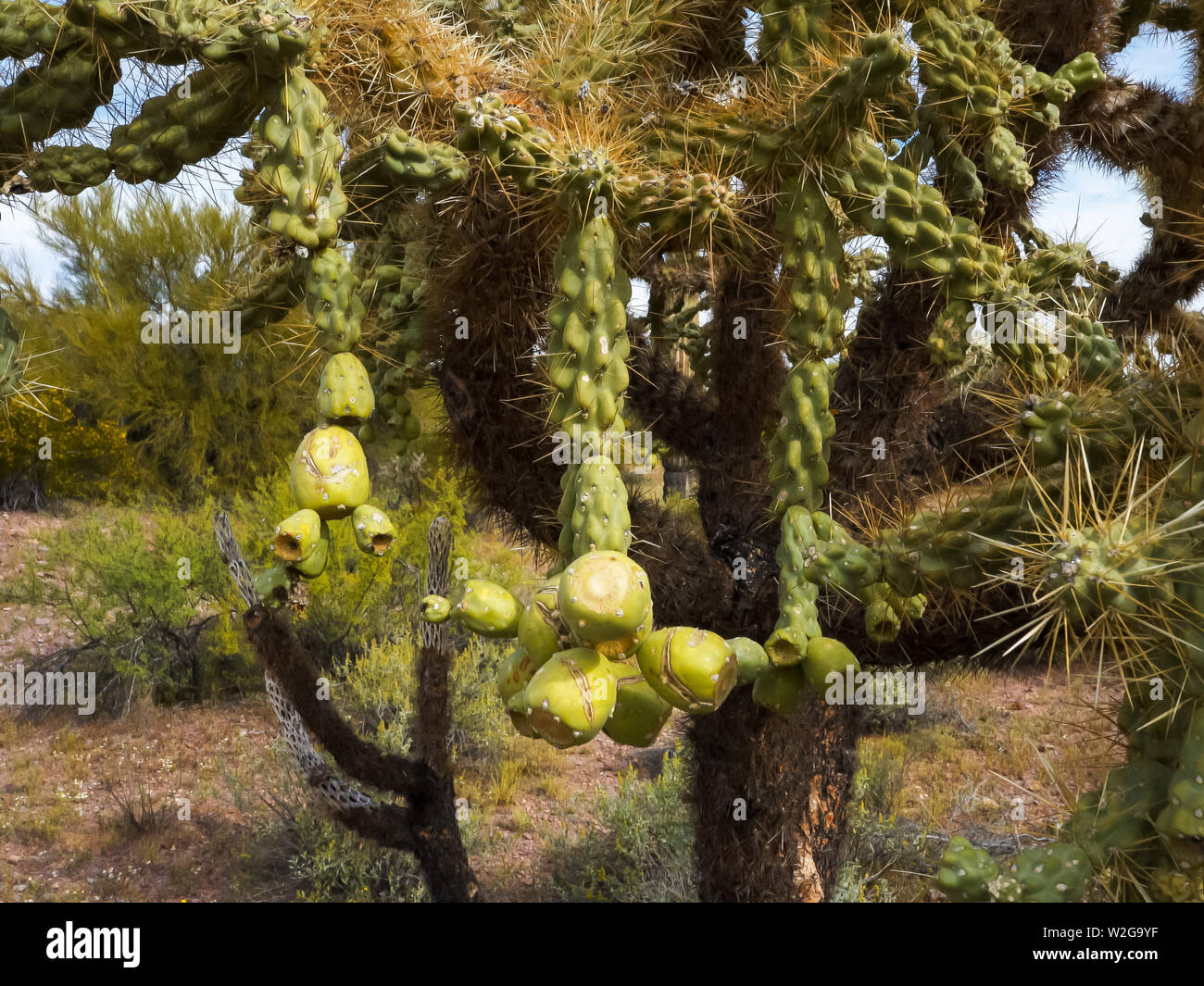 Cholla fruit hi-res stock photography and images - Alamy