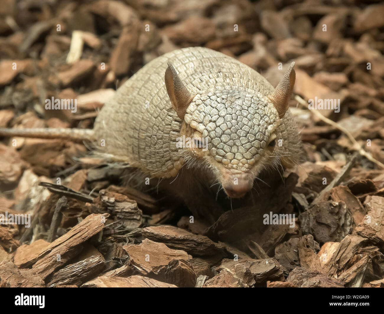 Armadillo Bolivia High Resolution Stock Photography and Images - Alamy
