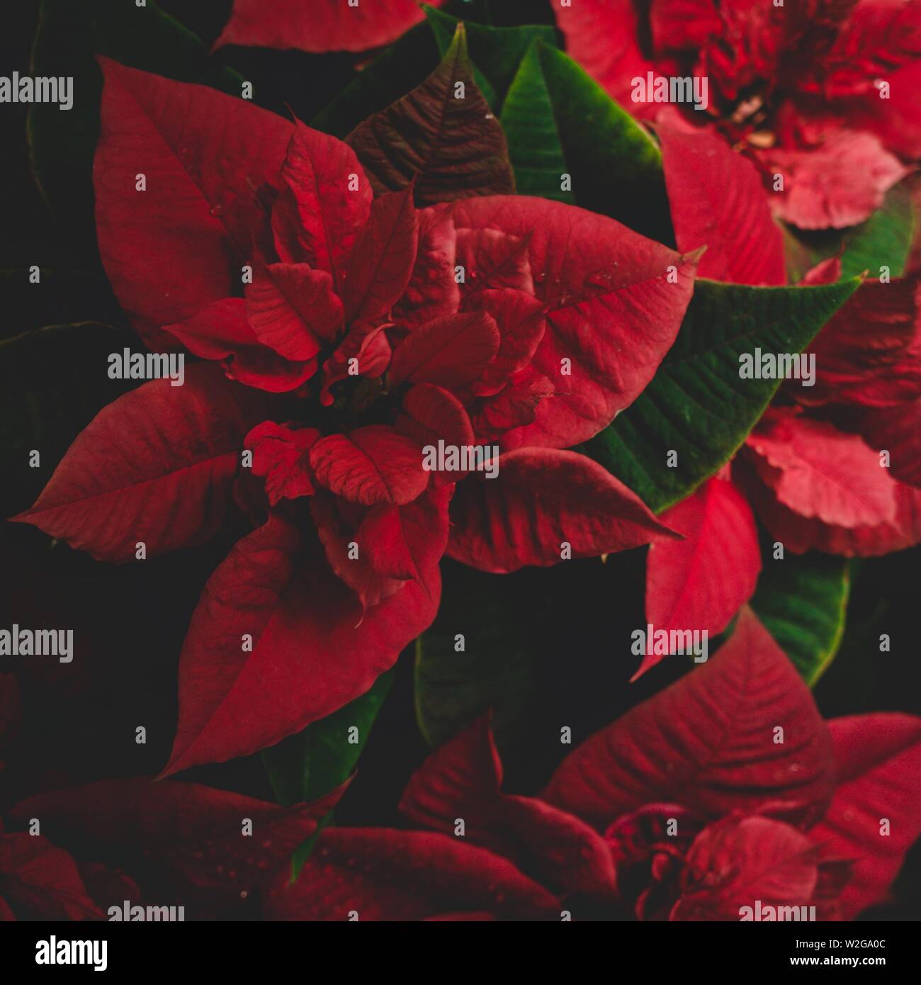 Closeup of a beautiful plant with red and green leaves Stock Photo - Alamy