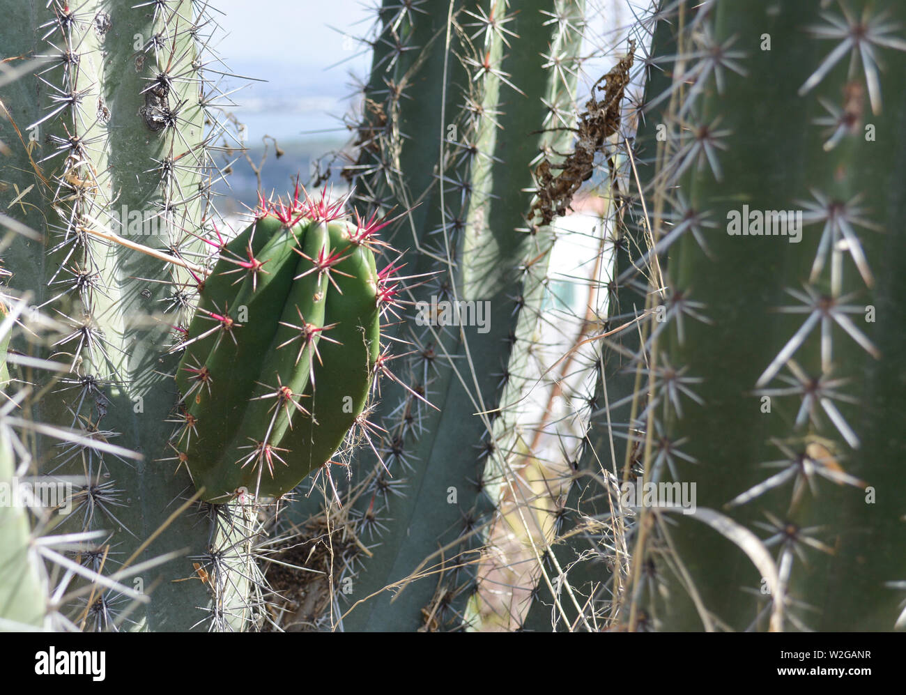 food and landscape Stock Photo - Alamy
