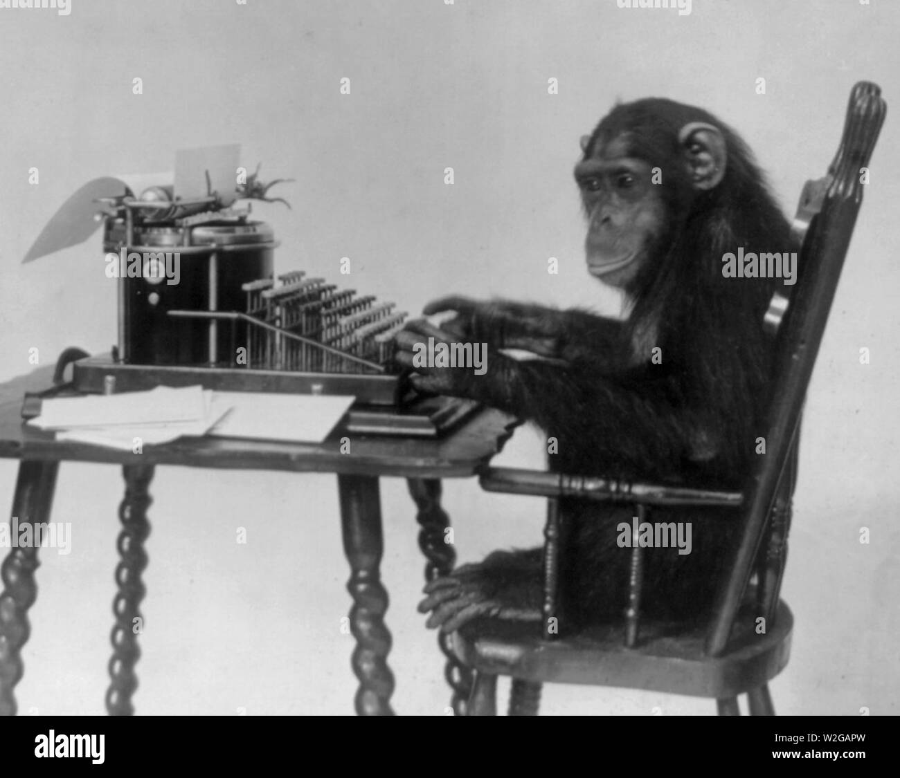 Chimpanzee seated at typewriter Stock Photo - Alamy