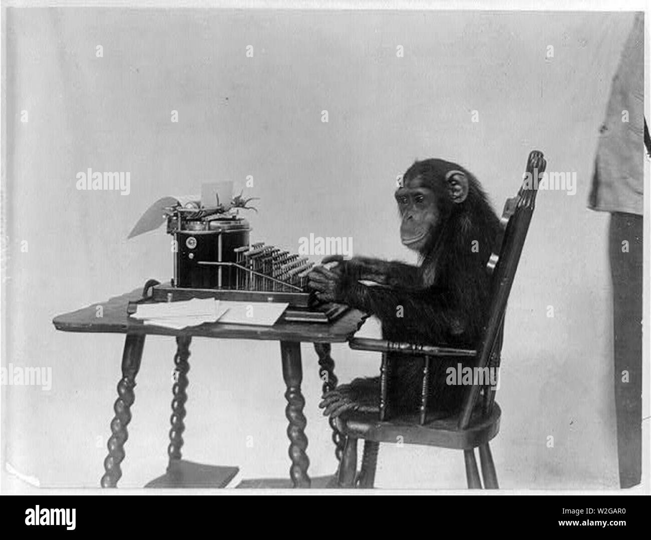Chimpanzee seated at a typewriter Stock Photo - Alamy