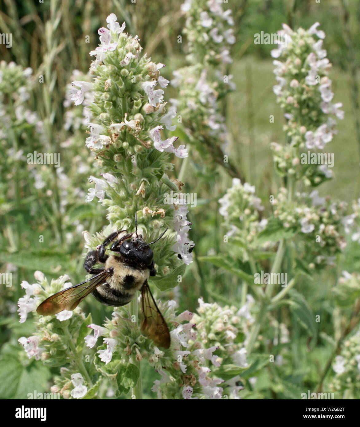 Bee on mint plant hi-res stock photography and images - Alamy