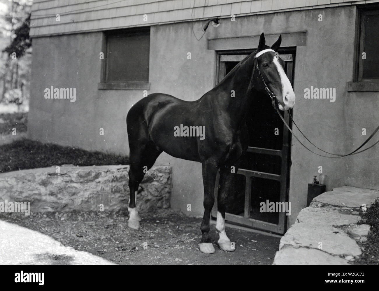 Horse presented to general pershing hi-res stock photography and images ...