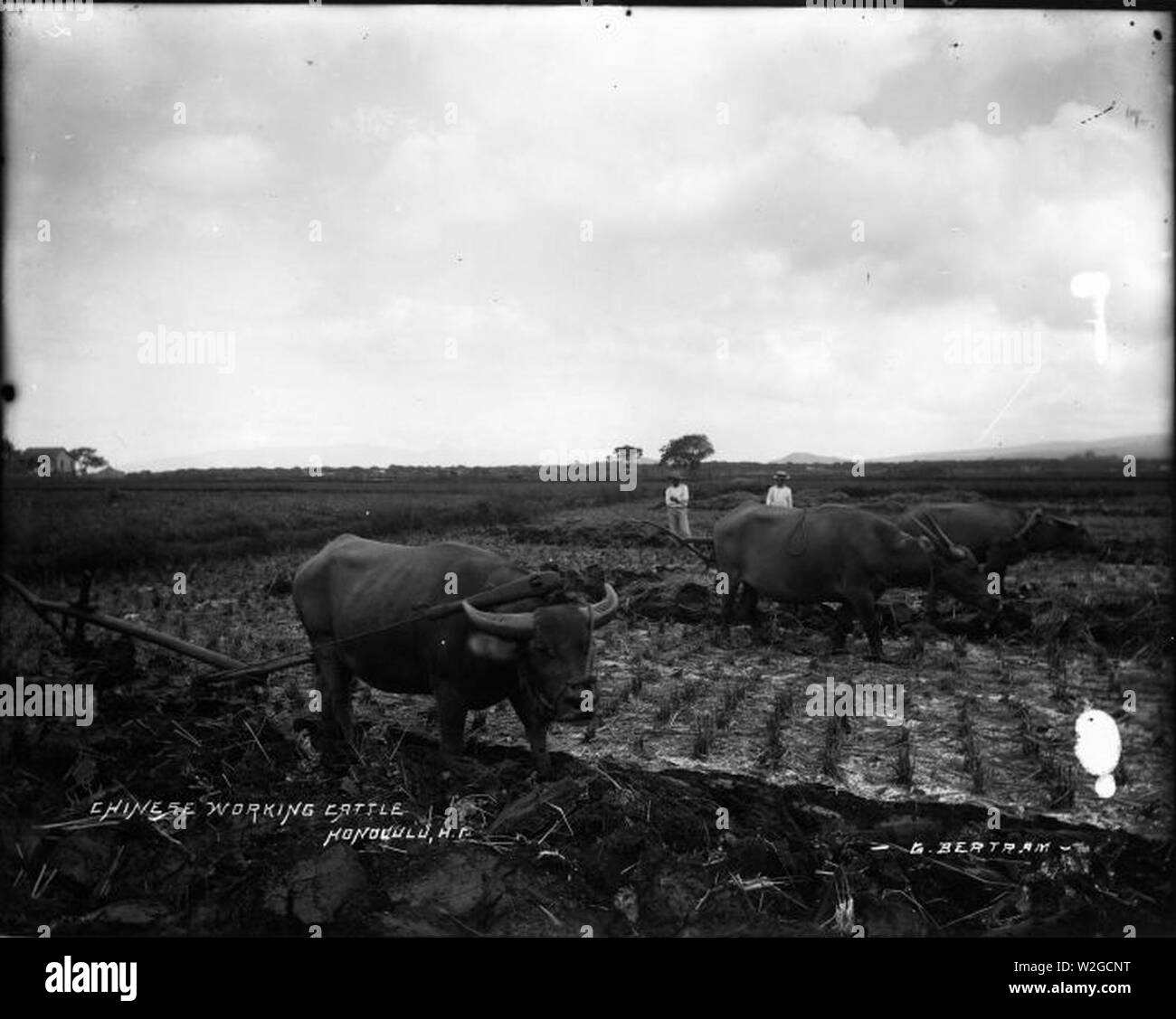 Chinese Working Cattle 19729 0001 Stock Photo - Alamy