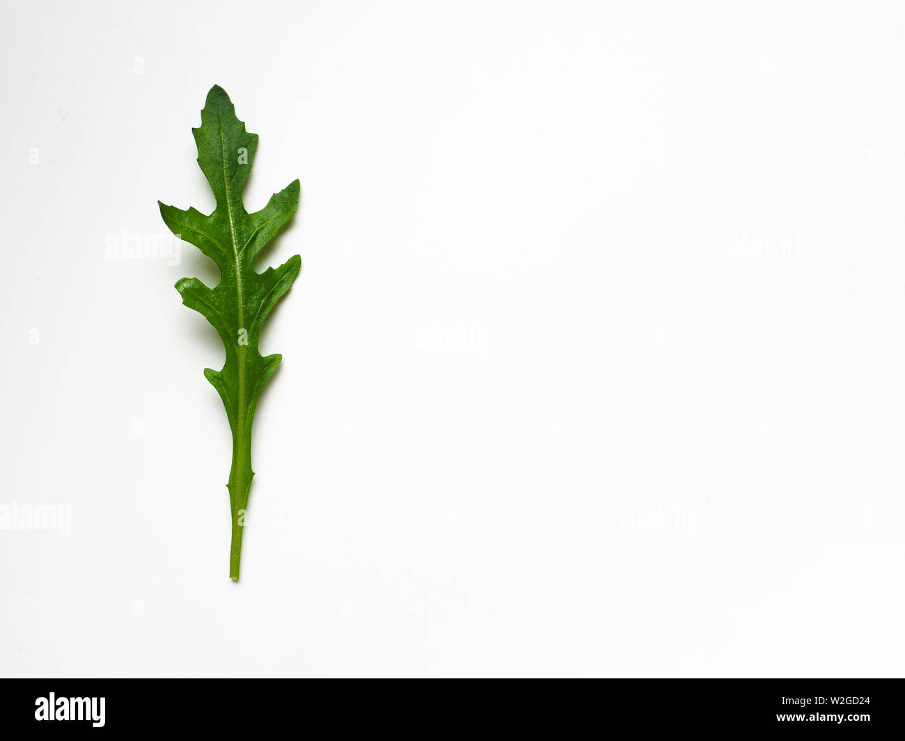 One arugula leaf isolated on white background. Fresh green arugula or ...