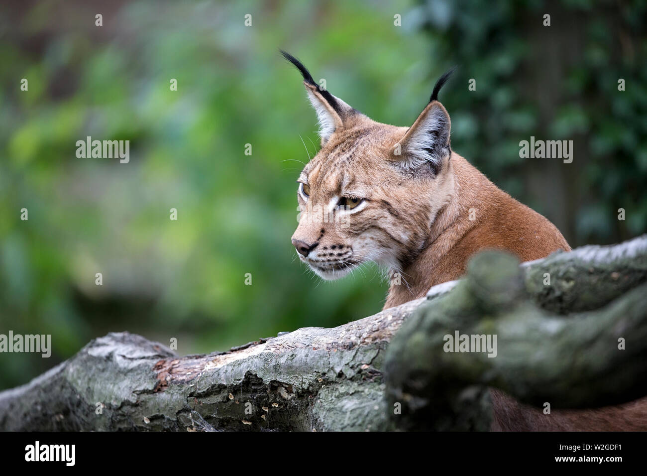 Lynx a portrait Stock Photo - Alamy