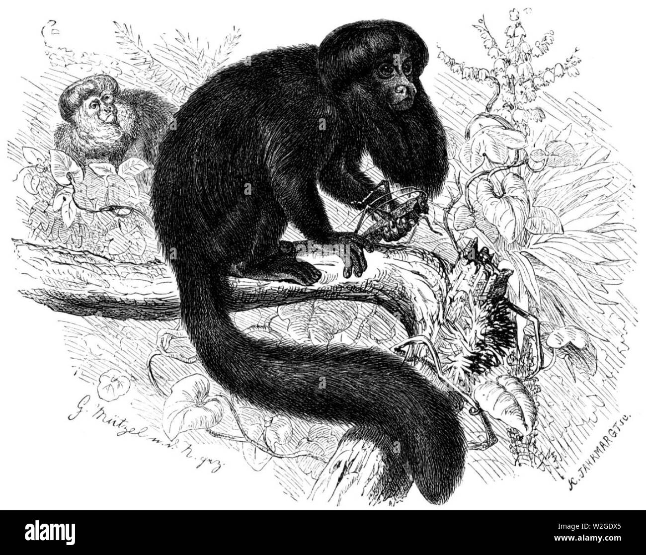 Chiropotes chiropotes hi-res stock photography and images - Alamy