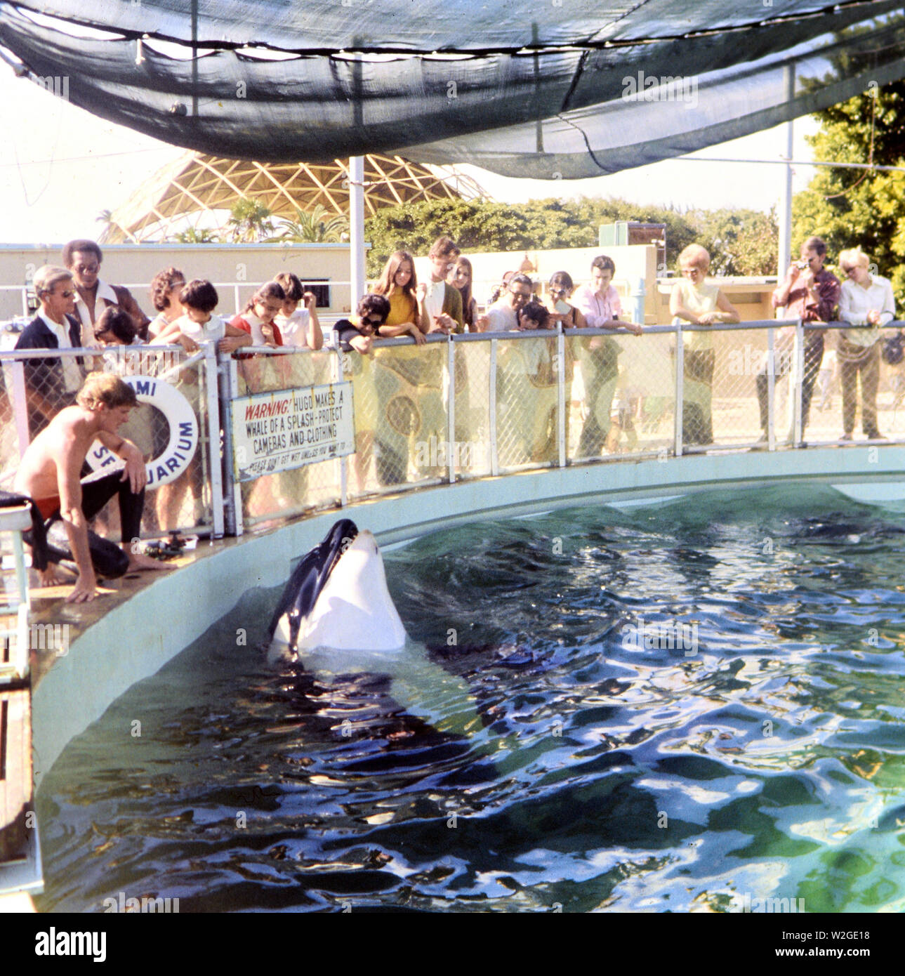 Trained whale at Miami Seaquarium ca. 1970 Stock Photo - Alamy