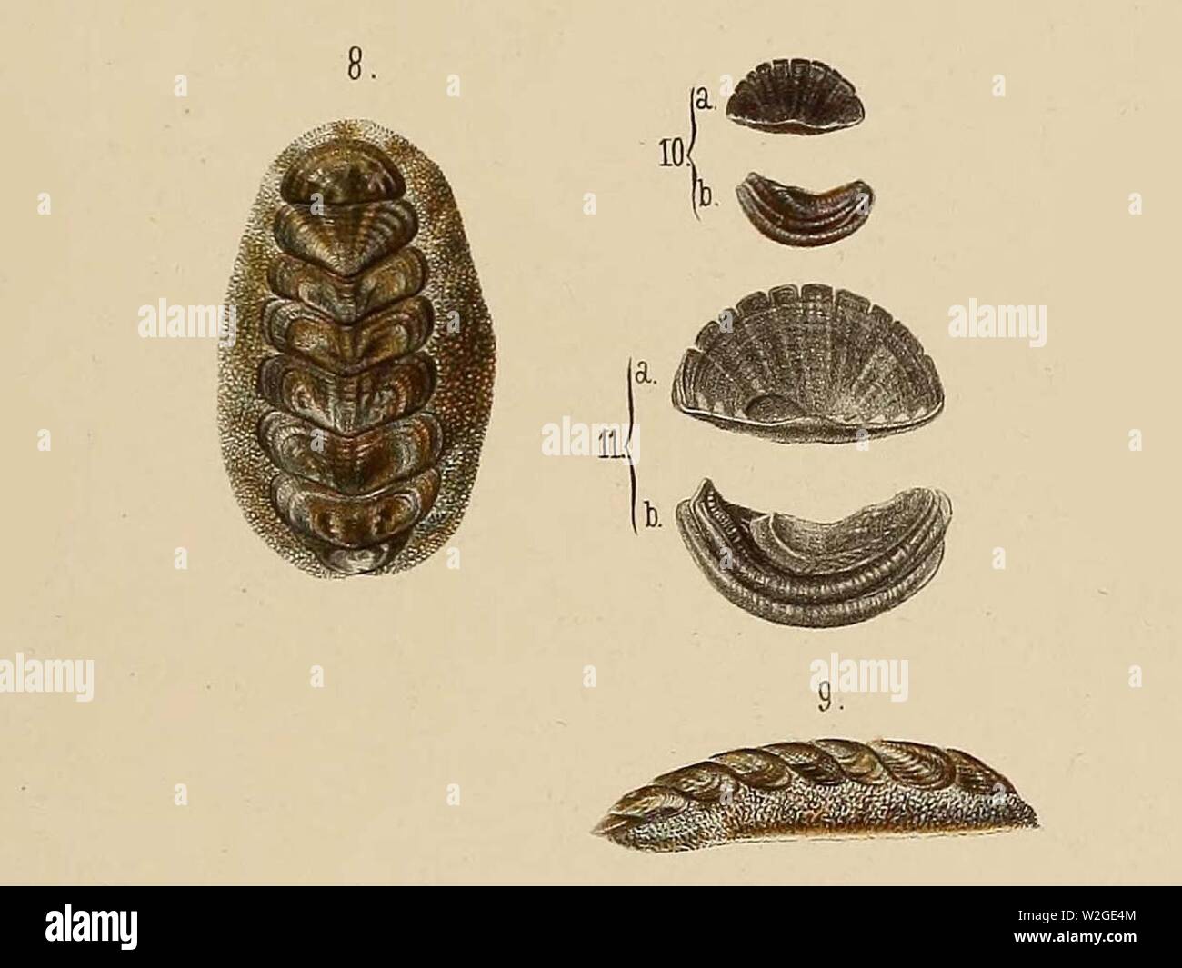 Chiton japonicus Lischke 1873 Type from Lischke 1874 Stock Photo - Alamy