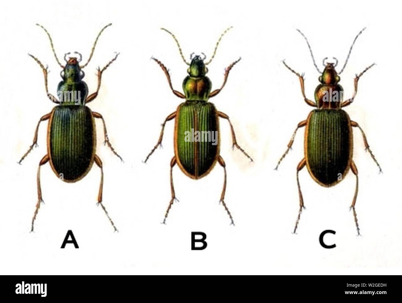 Reitter hi-res stock photography and images - Alamy