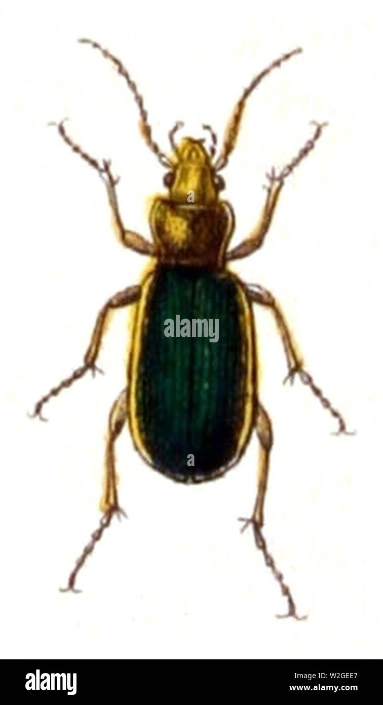 Chlaenius hi-res stock photography and images - Alamy