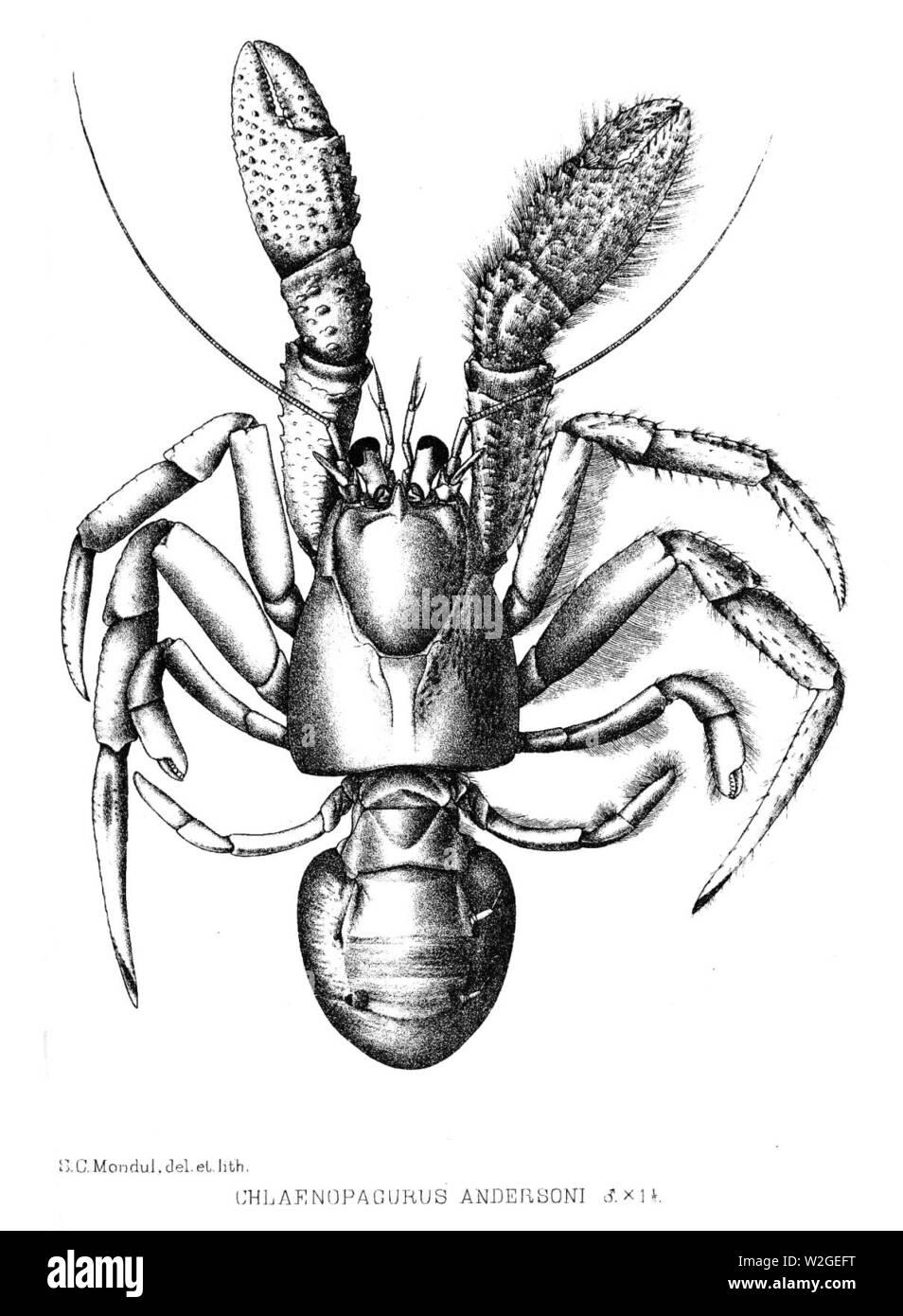 Andersoni hi-res stock photography and images - Alamy