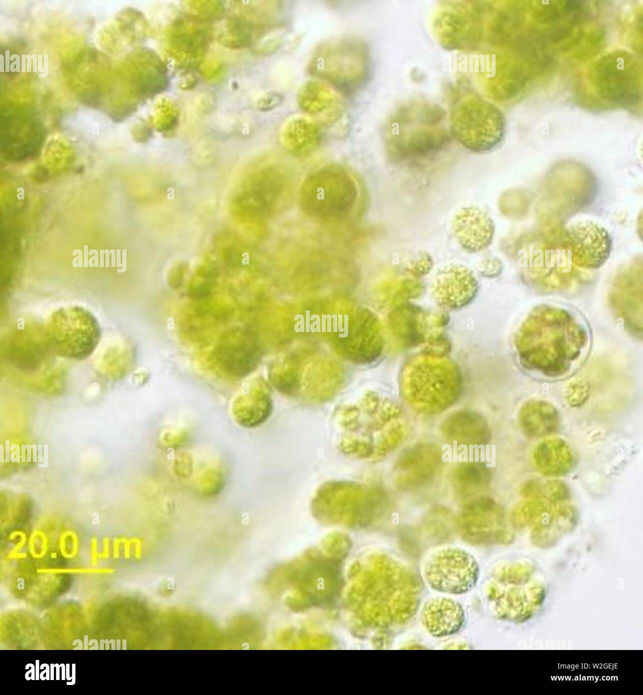 Vintage microscopy hi-res stock photography and images - Alamy