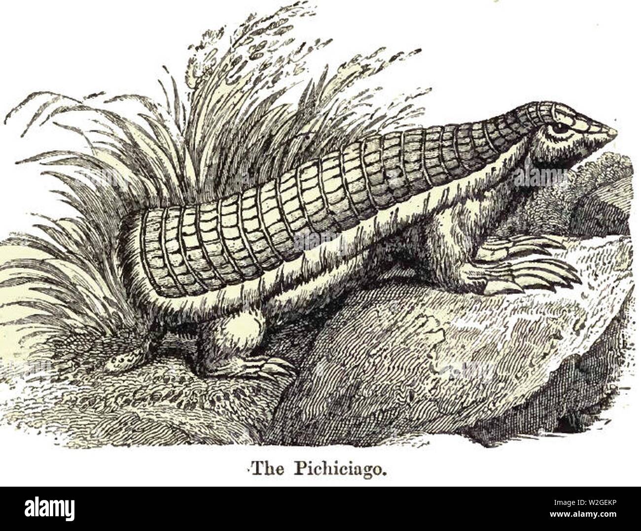 Chlamyphorus truncatus hi-res stock photography and images - Alamy