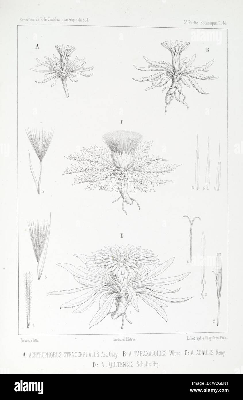 Chloris andina hi-res stock photography and images - Alamy