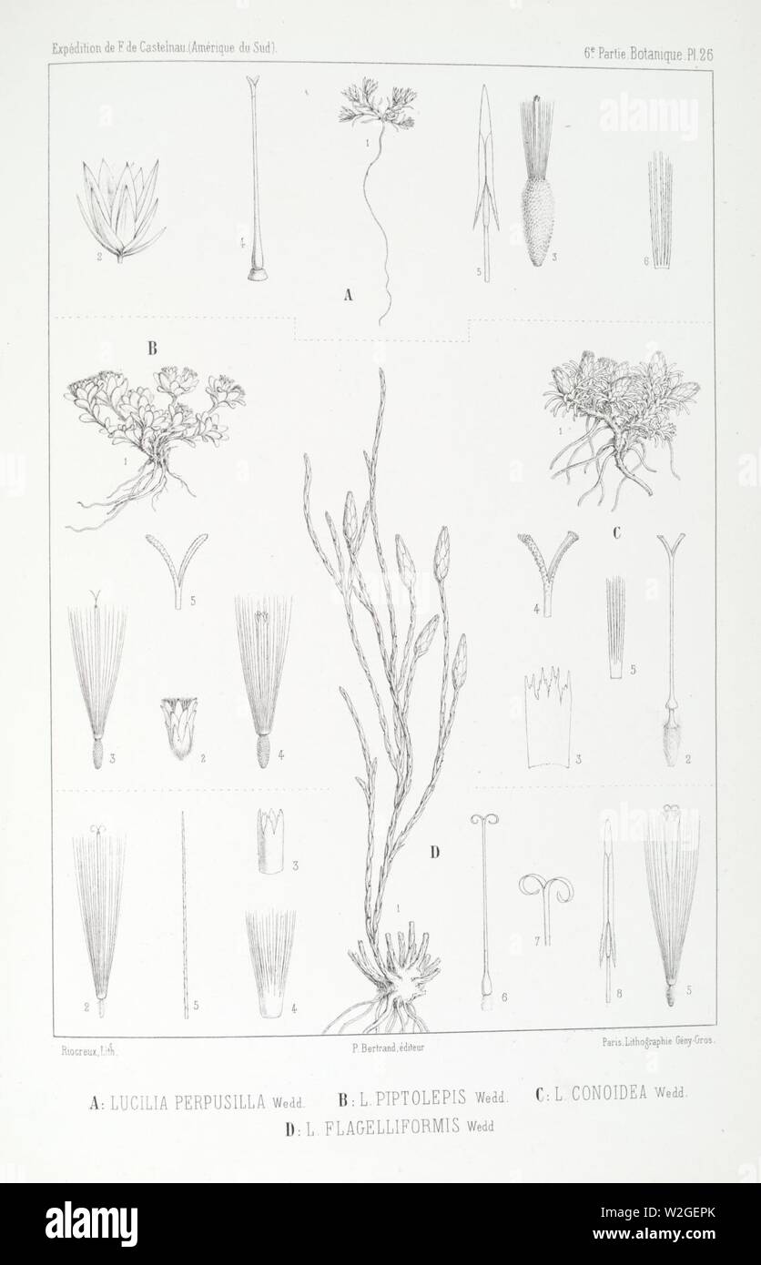 Chloris andina hi-res stock photography and images - Alamy