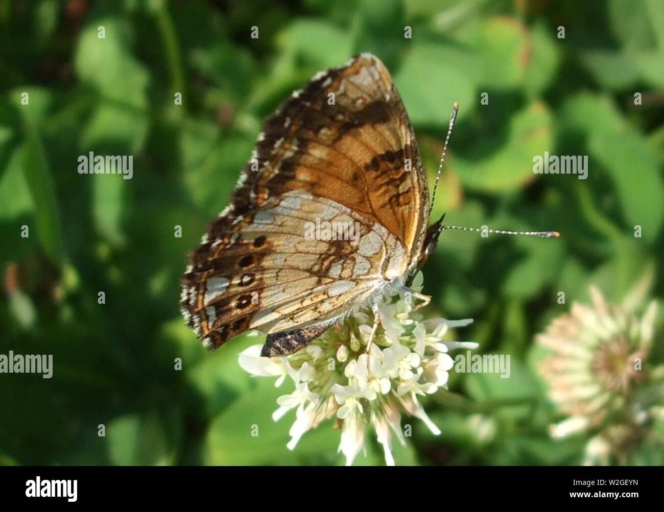 Nycteis hi-res stock photography and images - Alamy