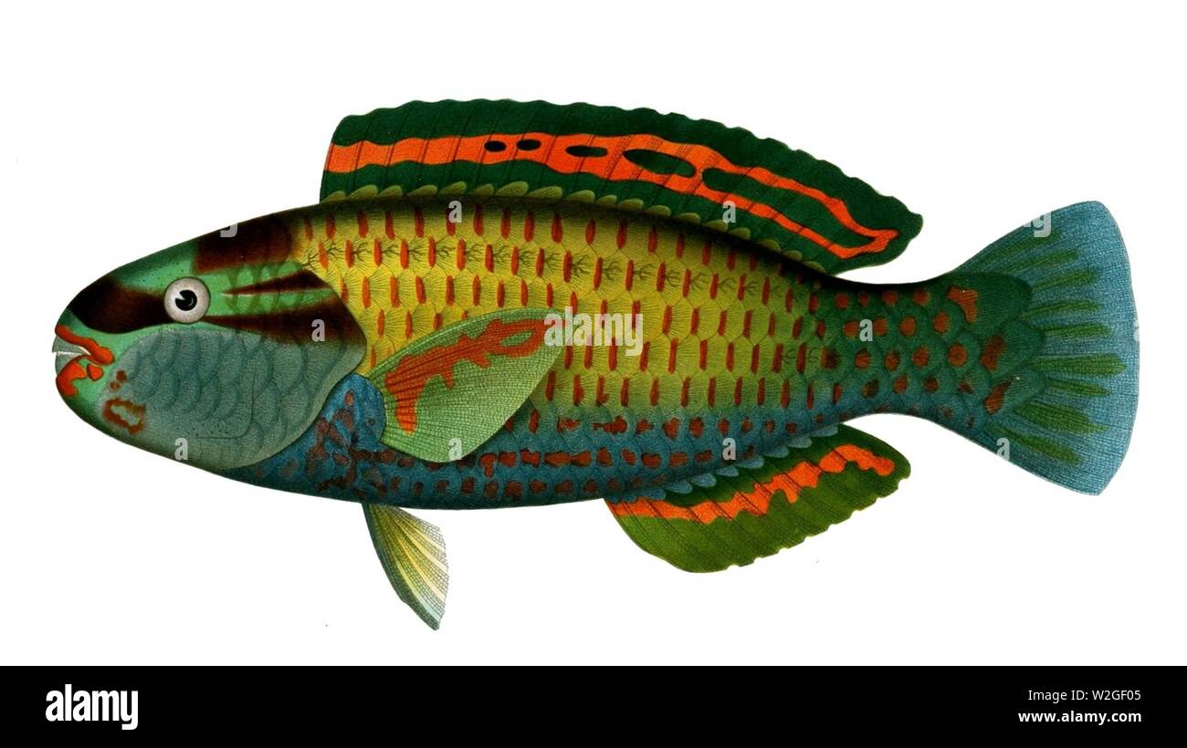 Chlorurus japanensis hi-res stock photography and images - Alamy