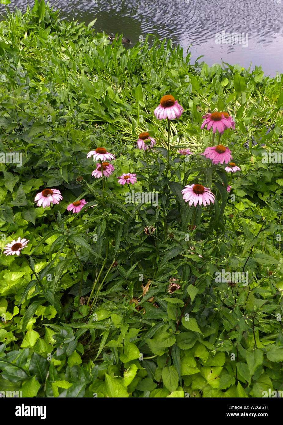 food and landscape Stock Photo - Alamy